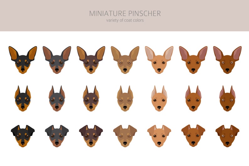 Miniature Pinscher Clipart Bundle, Miniature Pinscher Puppy Clipart ...