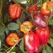 Thalia Geniculata Seeds 5 Pcs Rare Aquatic Plant, Water Garden ...