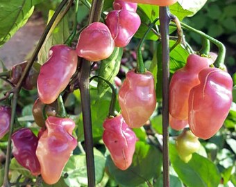 Cheiro Roxa Hot Pepper Premium Seed Packet More - Etsy