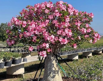 Adenium Arabicum 'black Giant' Seeds: Grow Your Own Exotic Desert Rose ...