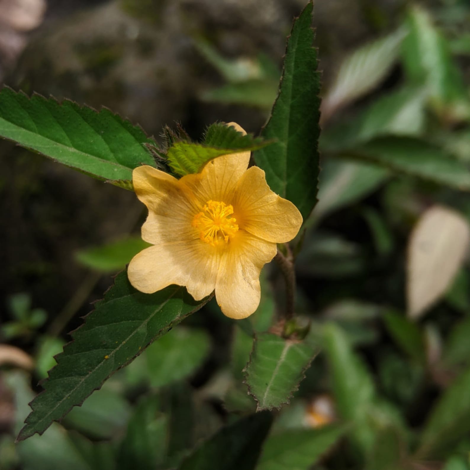 Bala Plant Seeds, Sida Cordifolia, 15 Count Cultivate Medicinal Herbs ...