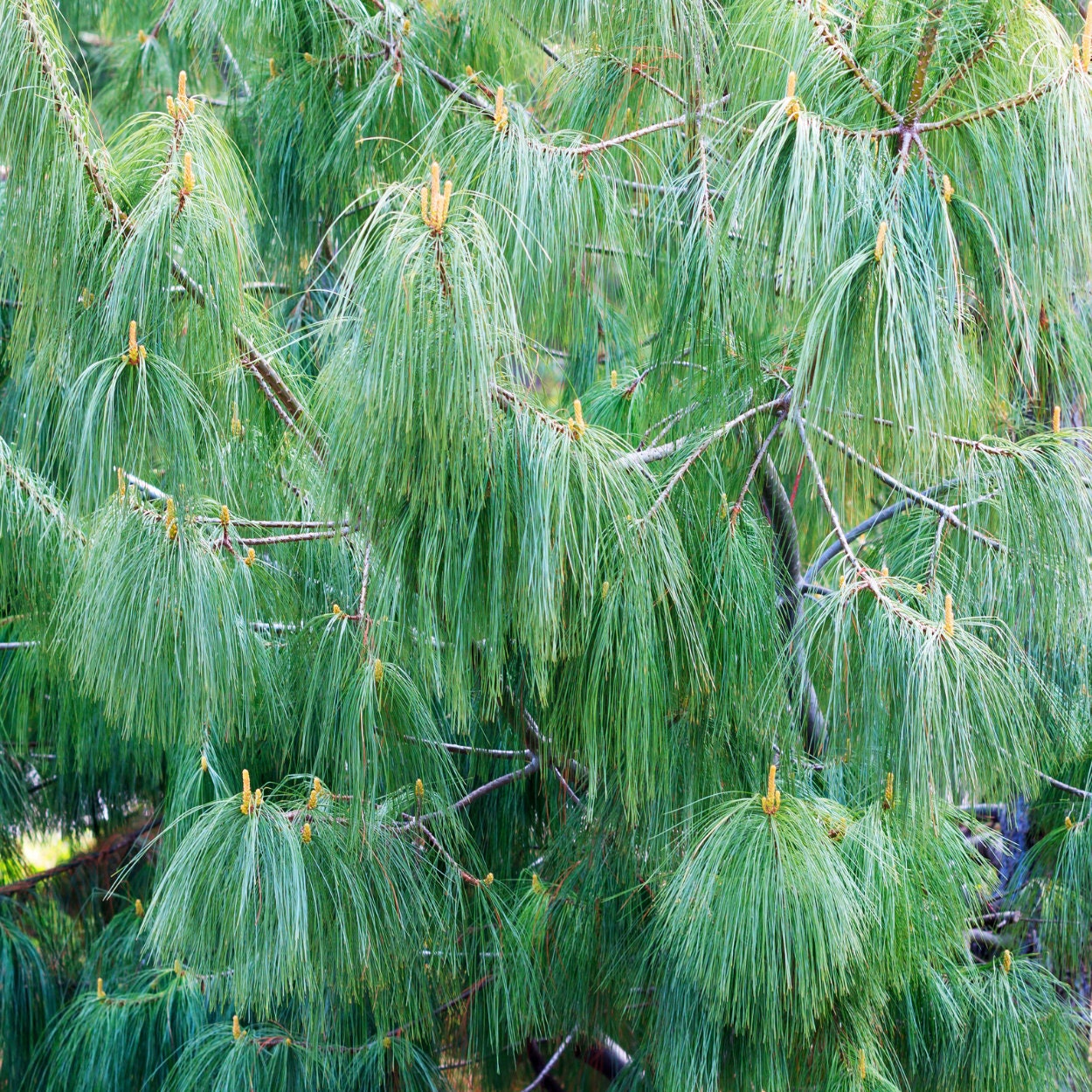 Blue Pine Seeds Pinus Excelsa, Himalayan Pinus Wallichiana, Rare ...