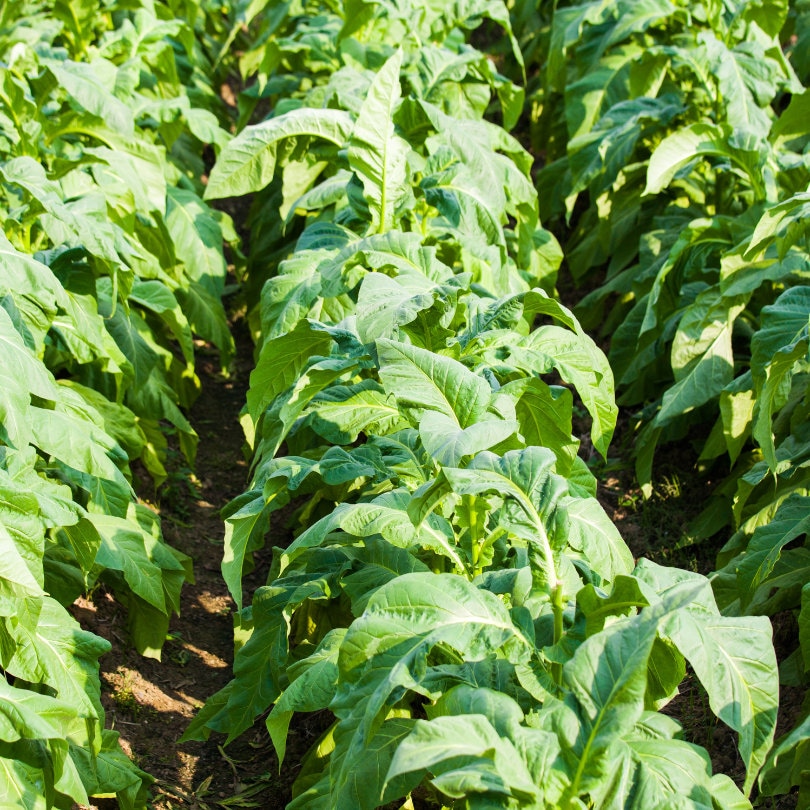 Exotic Tobacco Shag Isleta Pueblo Seeds Grow Your Own Unique Nicotiana ...