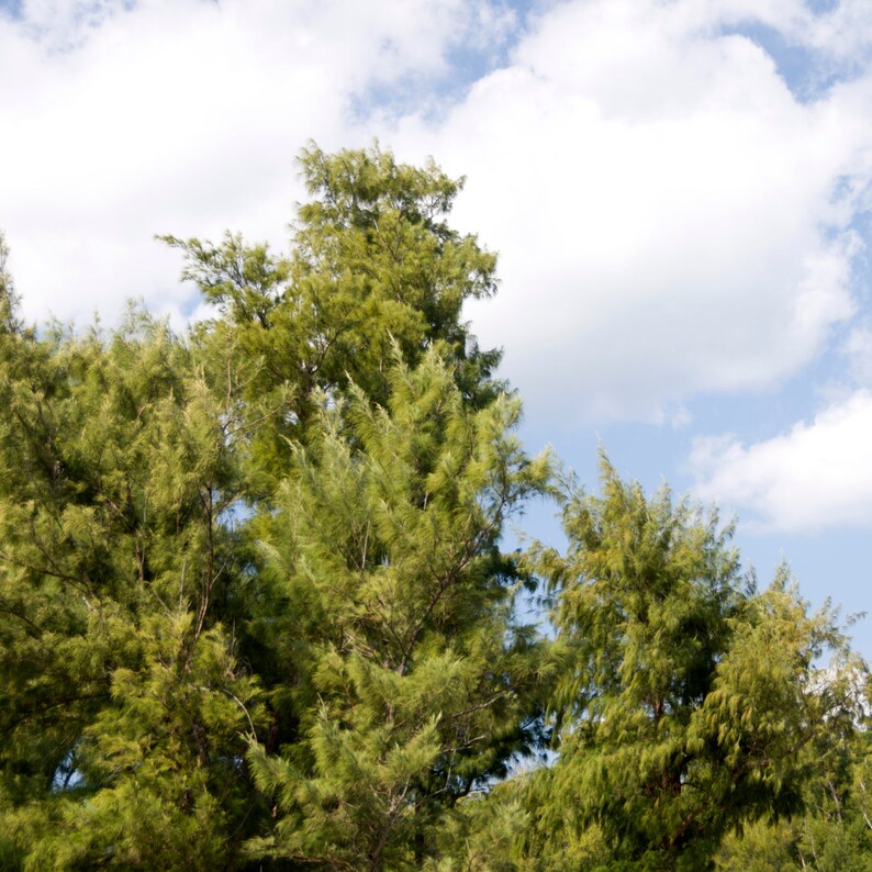 Casuarina Equisetifolia Seeds Grow Your Own Suru Tree, Australian Pine ...