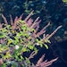 Krishna Tulsi Seeds Black Tulsi Variety, Sacred Basil for Home ...