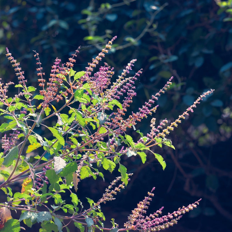 Krishna Tulsi Seeds Black Tulsi Variety, Sacred Basil for Home ...