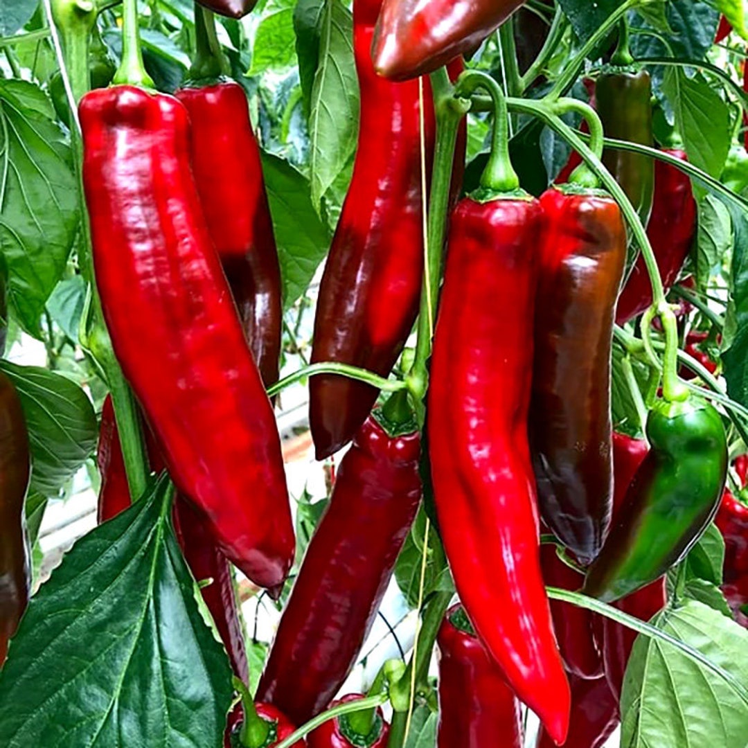 Organic Sweet Point Pepper Seeds 5 Grow Your Own Crunchy Sweet Peppers ...
