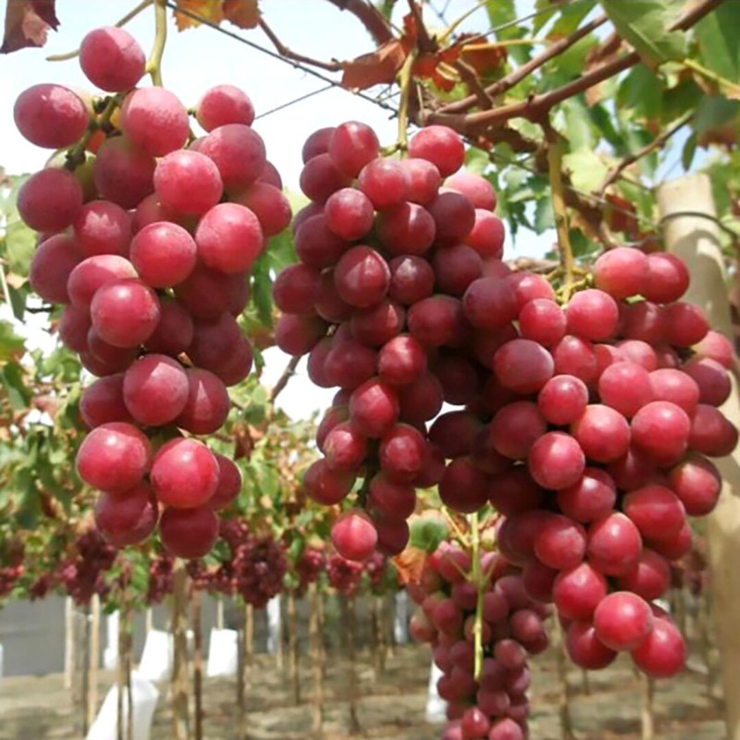 Red Globe Grape Seeds 5 Grow Big Luscious Grapes at Home Ideal for Wine ...