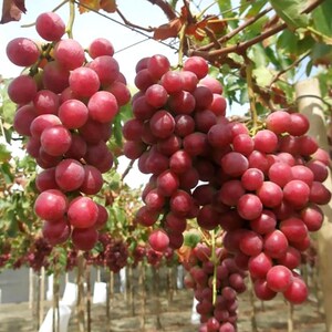 Grapes - Etsy