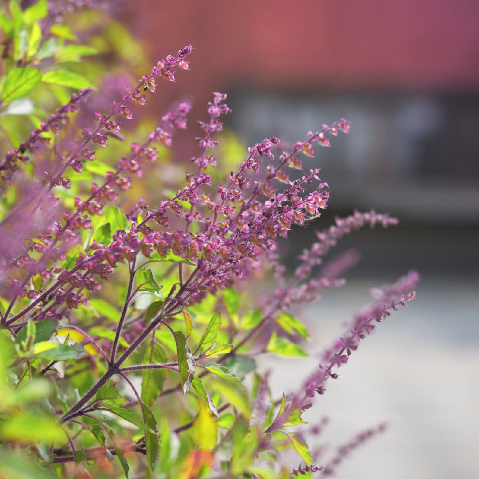 Krishna Tulsi Seeds Black Tulsi Variety, Sacred Basil for Home ...