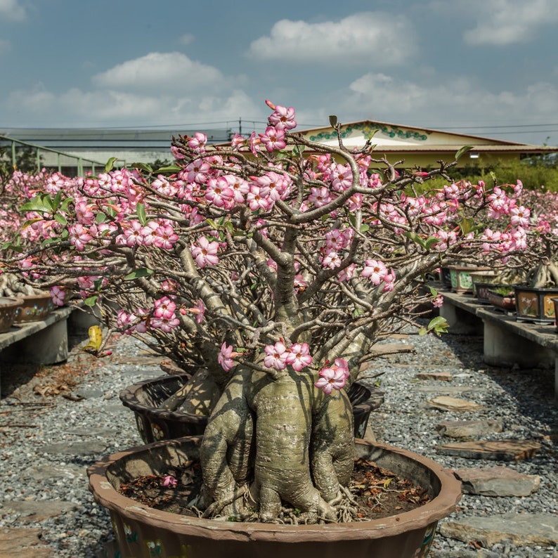 Black Giant Adenium arabum 3 semillas Grado de coleccionista, cultiva ...