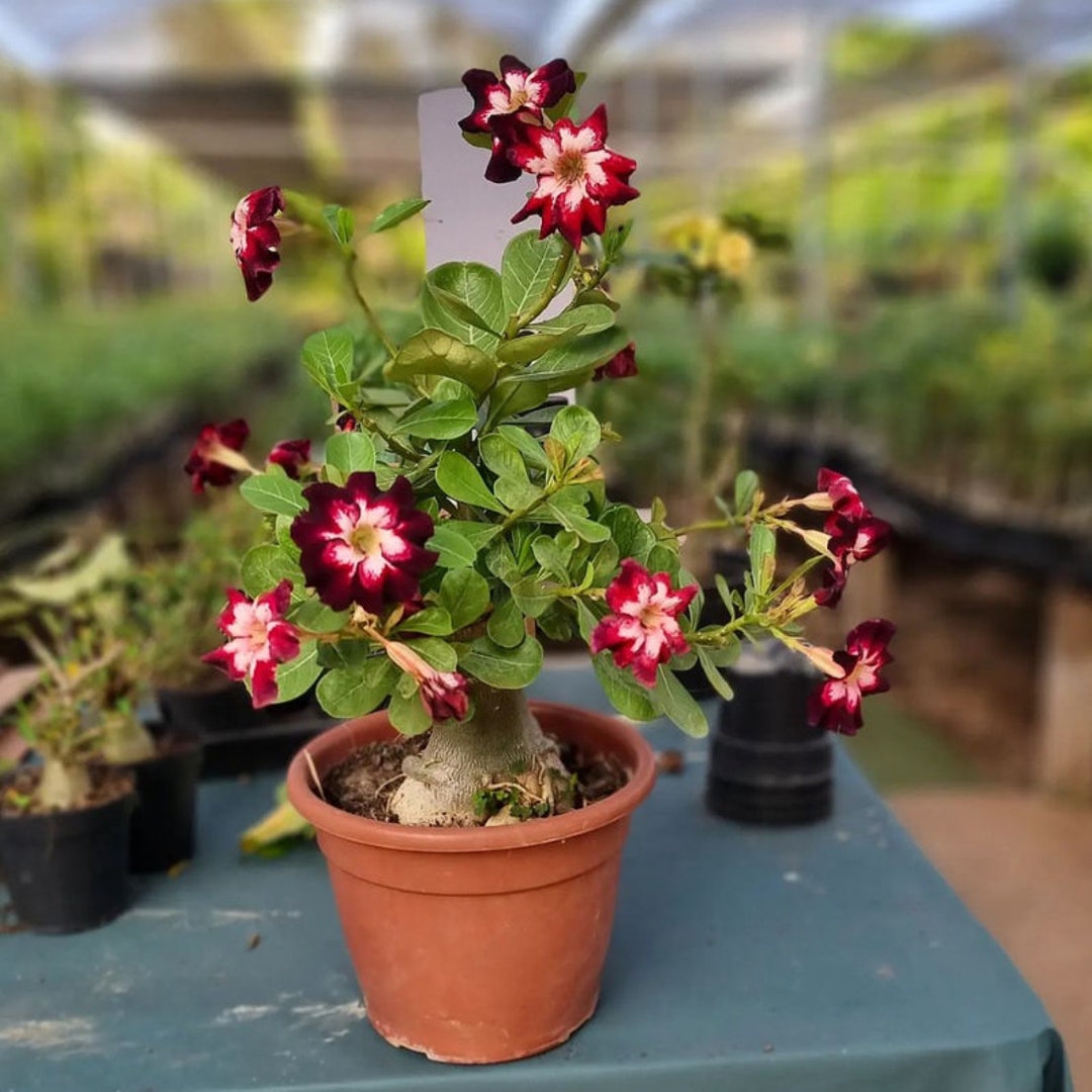 Choco & Super Red Adenium Socotranum Seeds 3 Pack, Grow Your Exotic ...