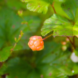 Cloudberry Seed Kit 10 Grow Your Own Rubus Chamaemorus, Arctic Delight ...