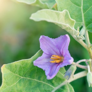 Grow Kantakari 20 Solanum Xanthocarpum Seeds, Authentic Ayurvedic Plant ...