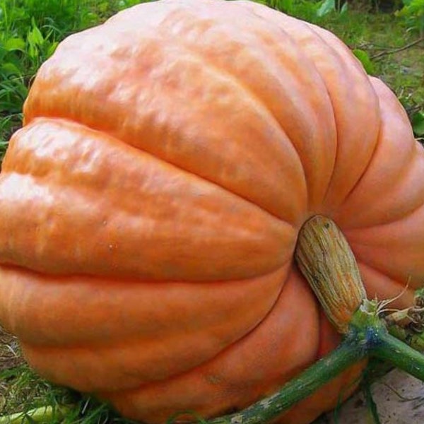 Giant Pumpkin Seed - Etsy
