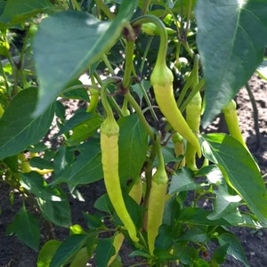 Noom Thai Chili Seeds 10 Organic Green Pepper Seeds, Spicy Home ...