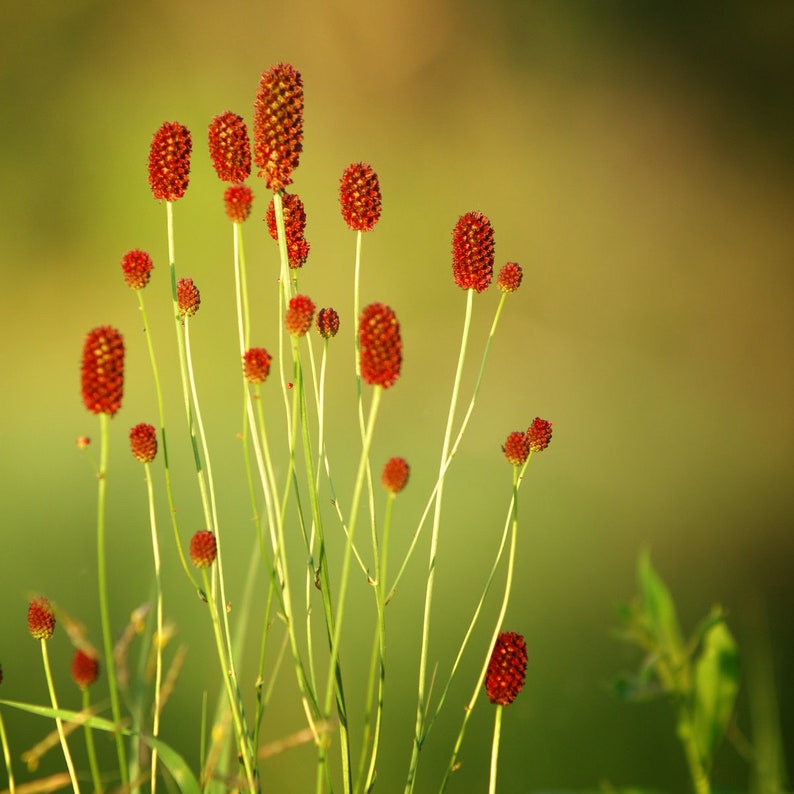 Great Burnet Seeds Pack 50 Organic Sanguisorba Officinalis Seeds for ...