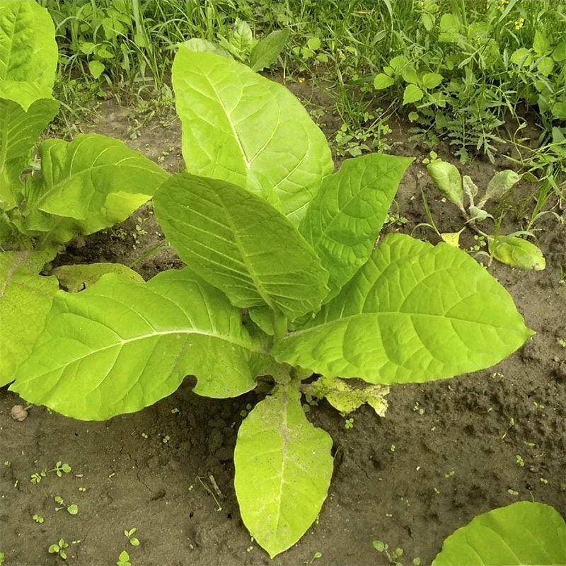 Tobacco Shag Saratovskaya Seeds, Premium Nicotiana Tabacum Variety for ...