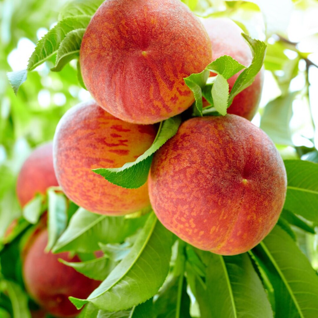Himalayan Peach Prunus Seeds 3 Seeds Start Your Own Fruit Tree Garden ...