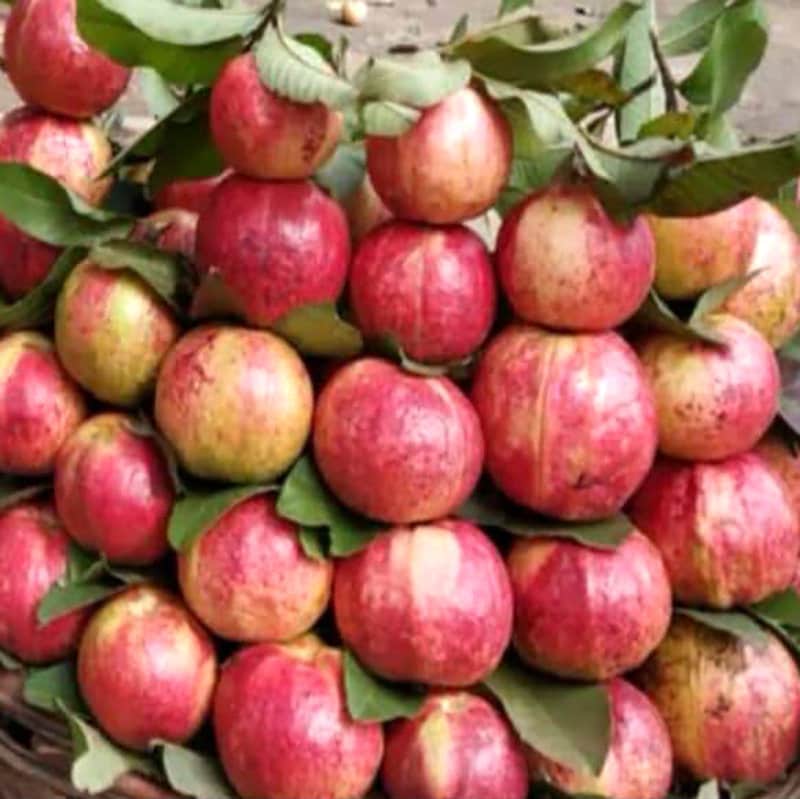 Lush Guava Seeds Amrud Allahabadi Variety, Choose 30/120/600 Pack ...