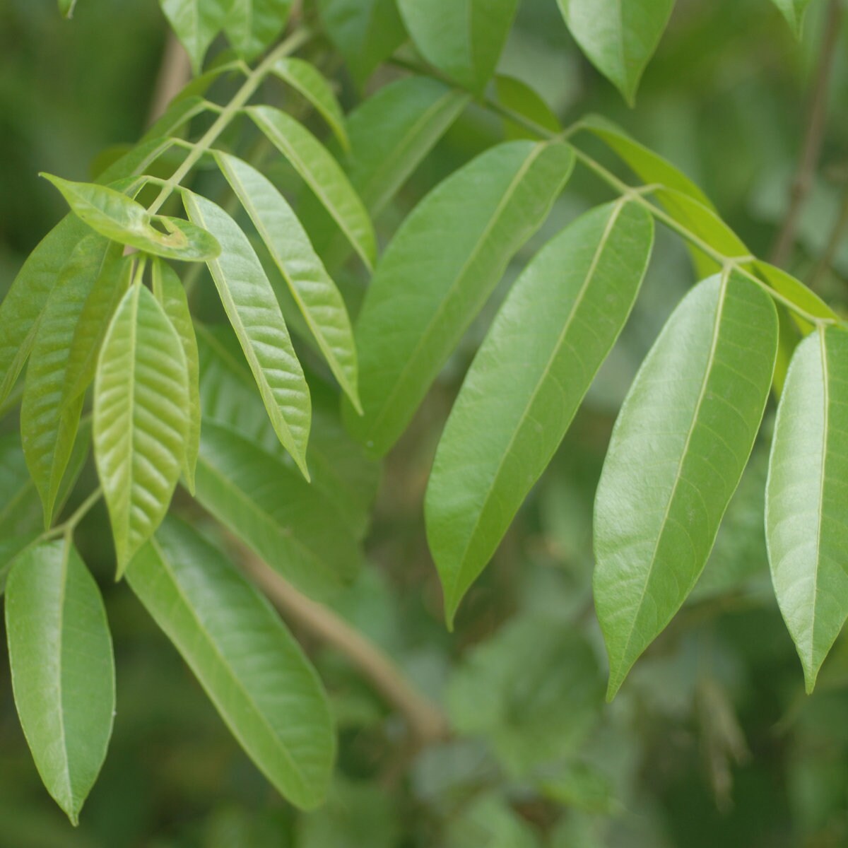 Chinese Olive Seeds X5 Canarium Album, Authentic Planting Kit ...