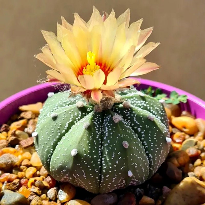 Rare Cactus Seeds, Astrophytum Mix Pack of 10, Create Your Own Desert ...
