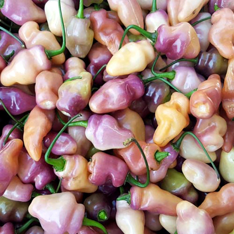 Fidalgo Roxa Hot Pepper Seeds Grow Your Own Fiery Chilies, Perfect ...