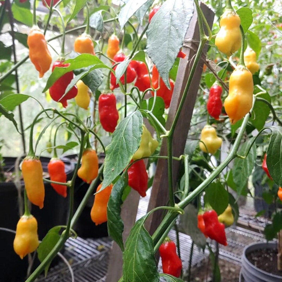 Hot Aji Rainforest Pepper Seed Pack 5 Organic Heirloom Seeds for ...