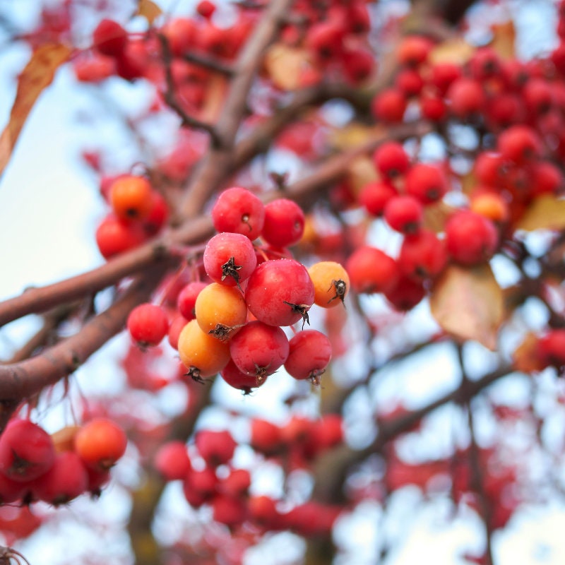 Vibrant Crab Apple Tree Seeds malus 15 Pack, Perfect for Home Orchard ...