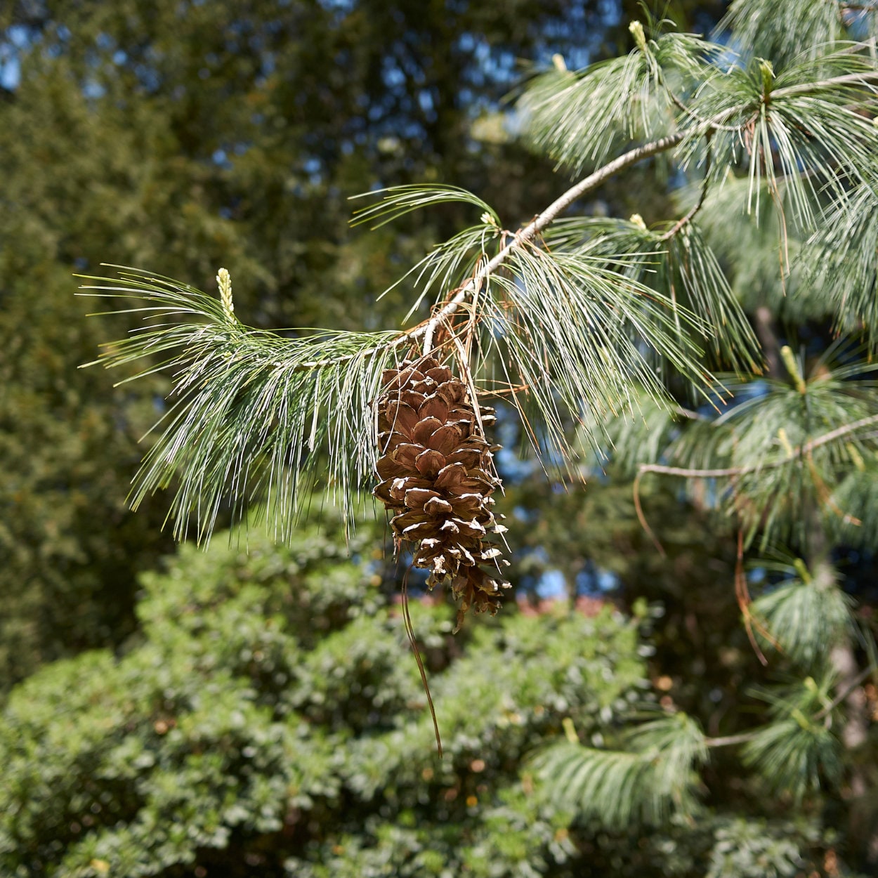 Blue Pine Seeds Pinus Excelsa, Himalayan Pinus Wallichiana, Rare ...