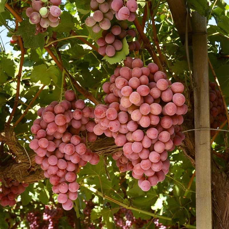 Red Globe Grape Seeds 5 Grow Big Luscious Grapes at Home Ideal for Wine ...