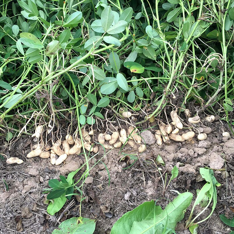 Premium Peanut Seeds Choose 30/100/200 Qty, High-yield Cultivar ...