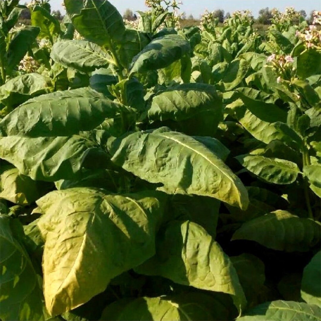 Tobacco Kentucky-15 KY-15 30/100/500 Pcs Fresh Seeds, Nicotiana Tabacum ...