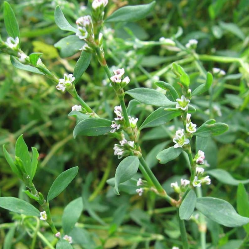 Polygonum Aviculare 30 Pcs Fresh Seeds Herb Seeds Organic - Etsy