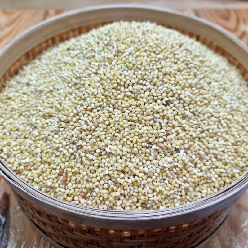 Millet Seed Multipack Choose 50/150/300, High Germination Rate, Ideal ...