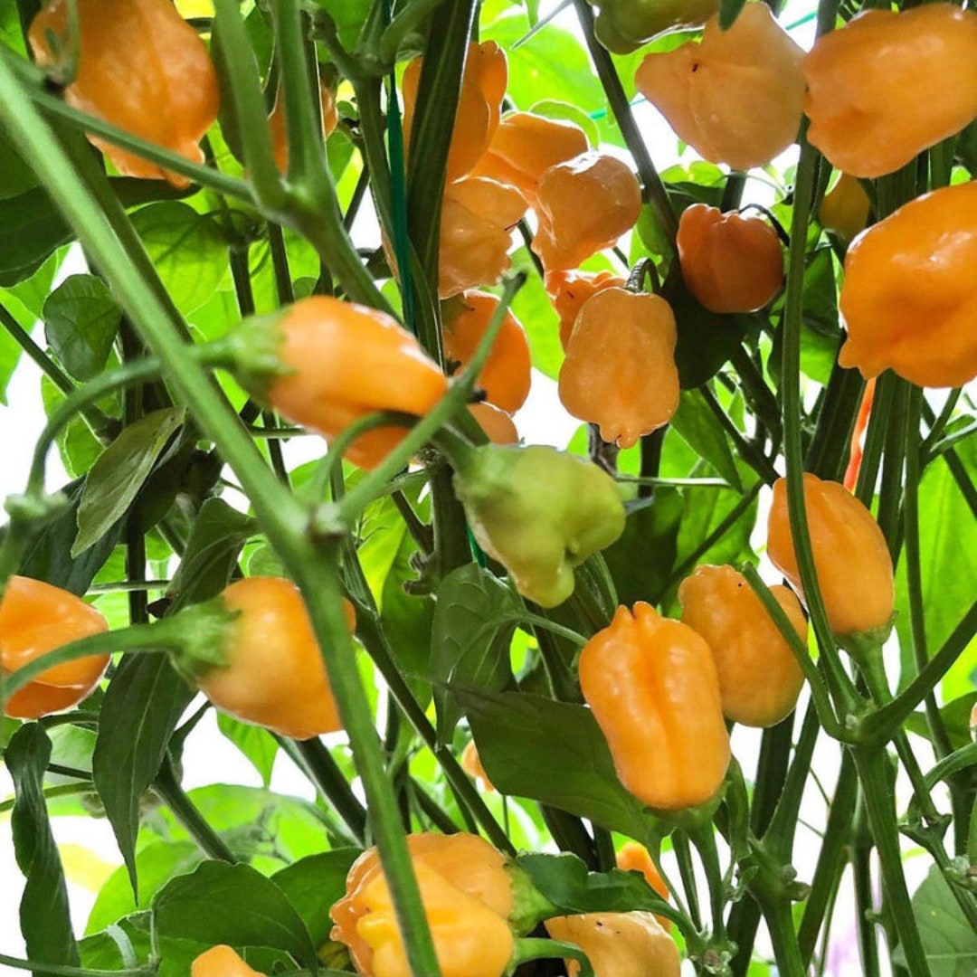 Aji Mango Hot Pepper Seeds 5 Pack Exotic & Sweet Heirloom Variety for ...