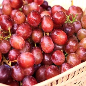 Red Globe Grape Seeds 5 Grow Big Luscious Grapes at Home Ideal for Wine ...