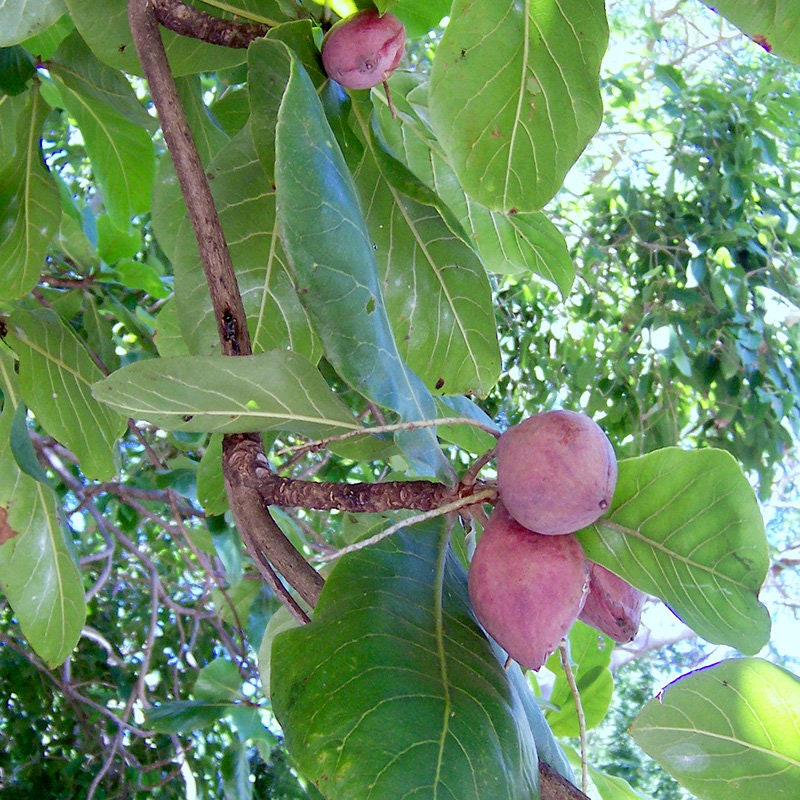 Indian Almond Seeds Trio, Organic Planting Kit, Exotic Tropical Bonsai ...