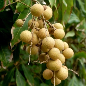 Exotic Longan Seeds 5/30 Pack, Dragon Eye Fruit, Tropical Gardening ...