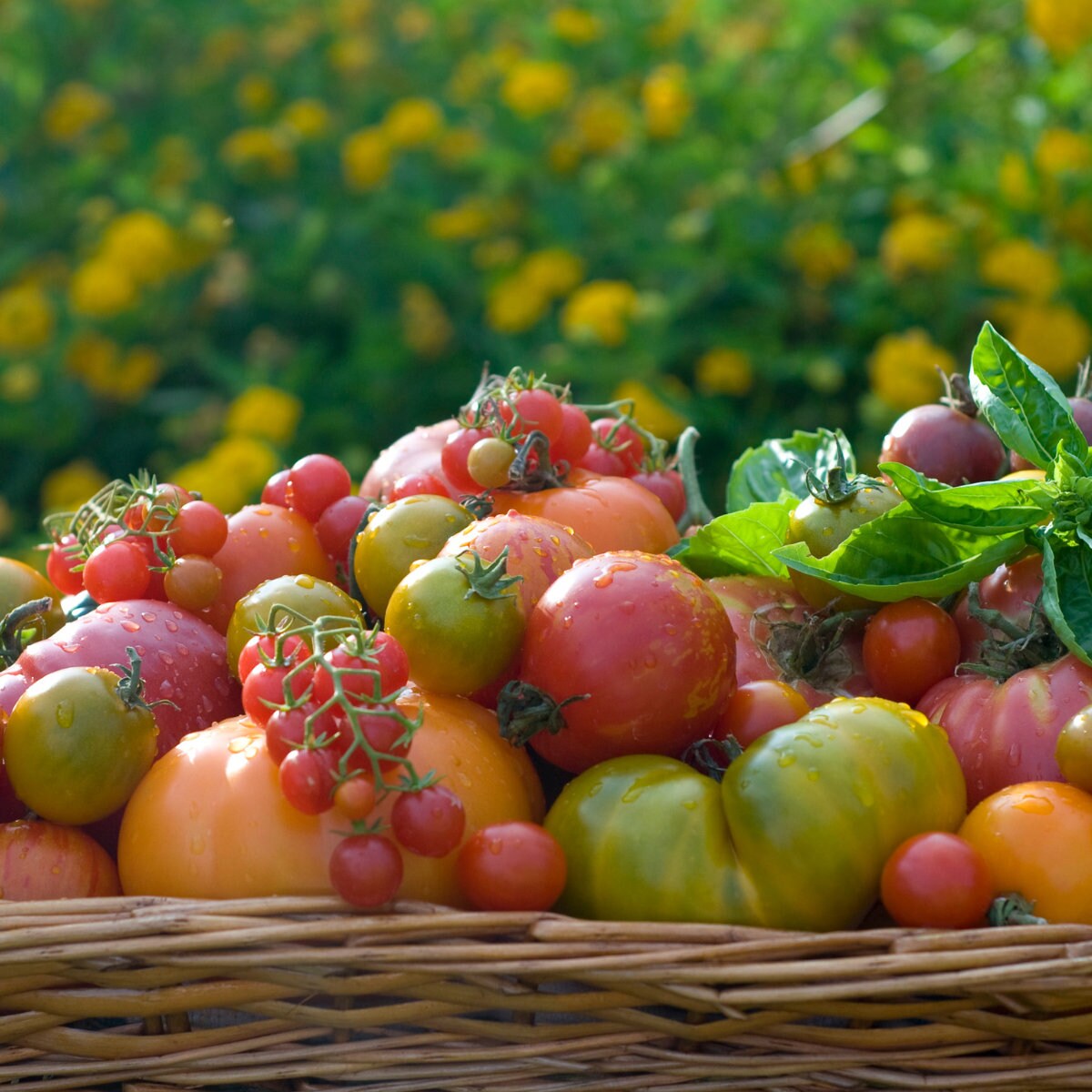 Rare Tomato Seeds 'kozula 60' 5 Qty Heirloom Garden Plant, Cultivate ...