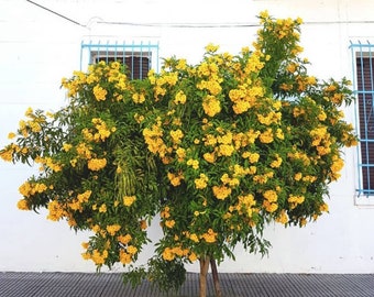 Yellow Elder Seeds Tecoma Stans 30 - Etsy