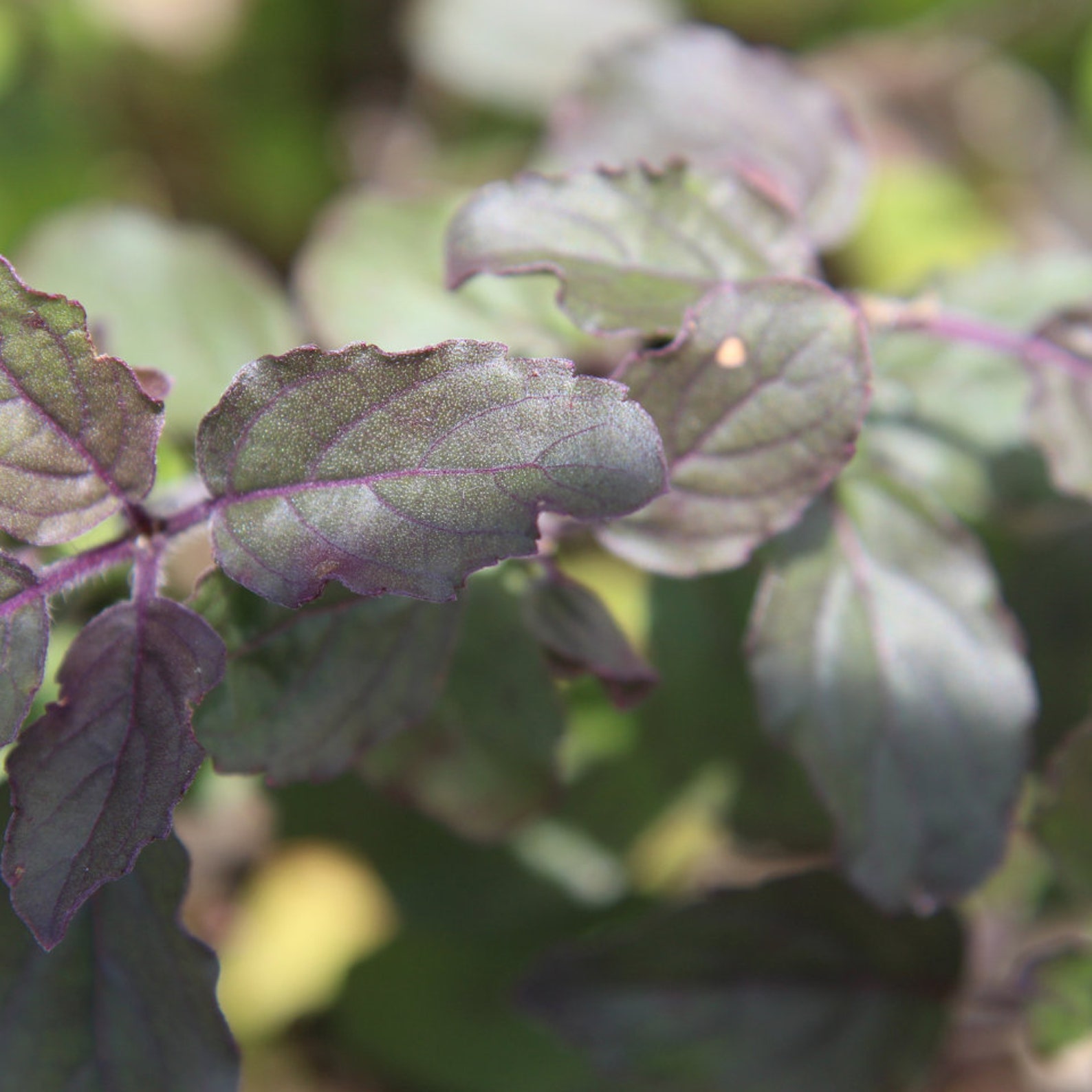 Krishna Tulsi Seeds Black Tulsi Variety, Sacred Basil for Home ...