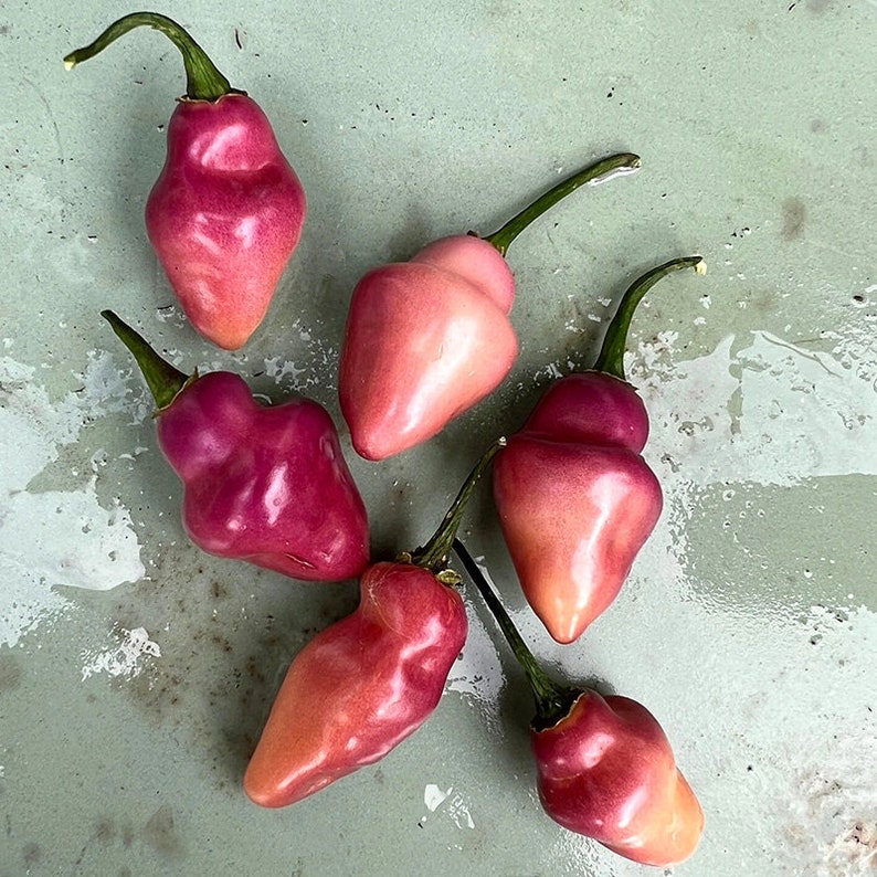 Fidalgo Roxa Hot Pepper Seeds Grow Your Own Fiery Chilies, Perfect ...