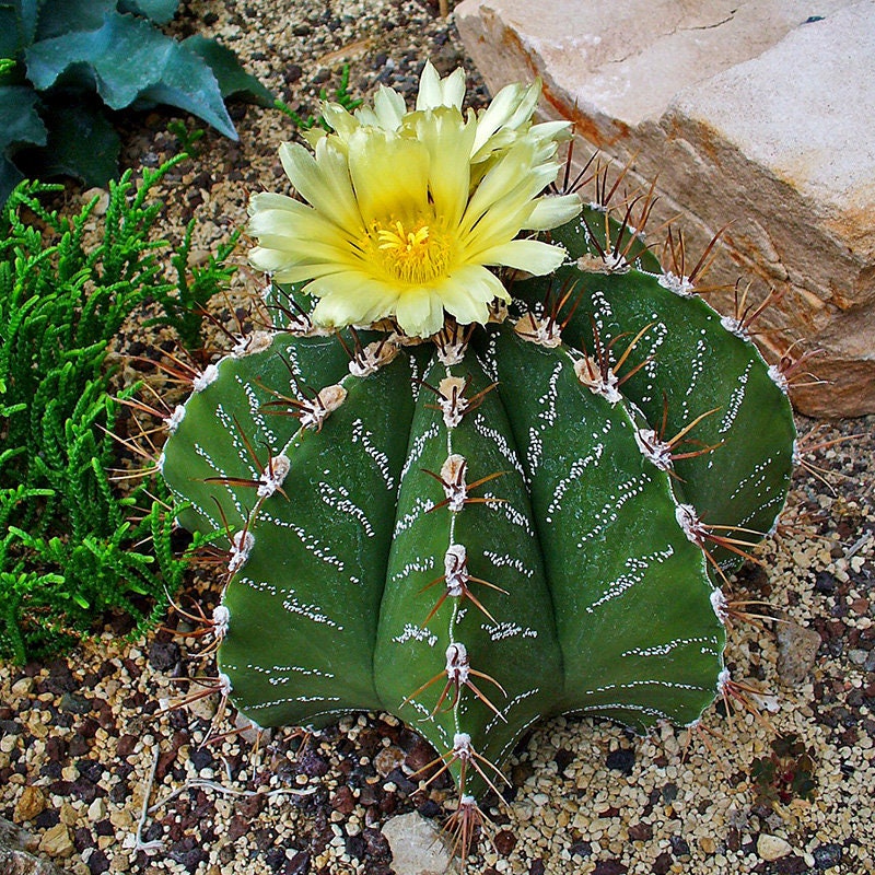 Rare Cactus Seeds, Astrophytum Mix Pack of 10, Create Your Own Desert ...