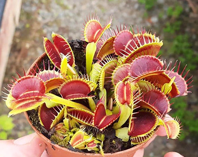 Venus Fly Trap Seeds Dionaea Muscipula Venus Flytrap Seeds Carnivorous ...