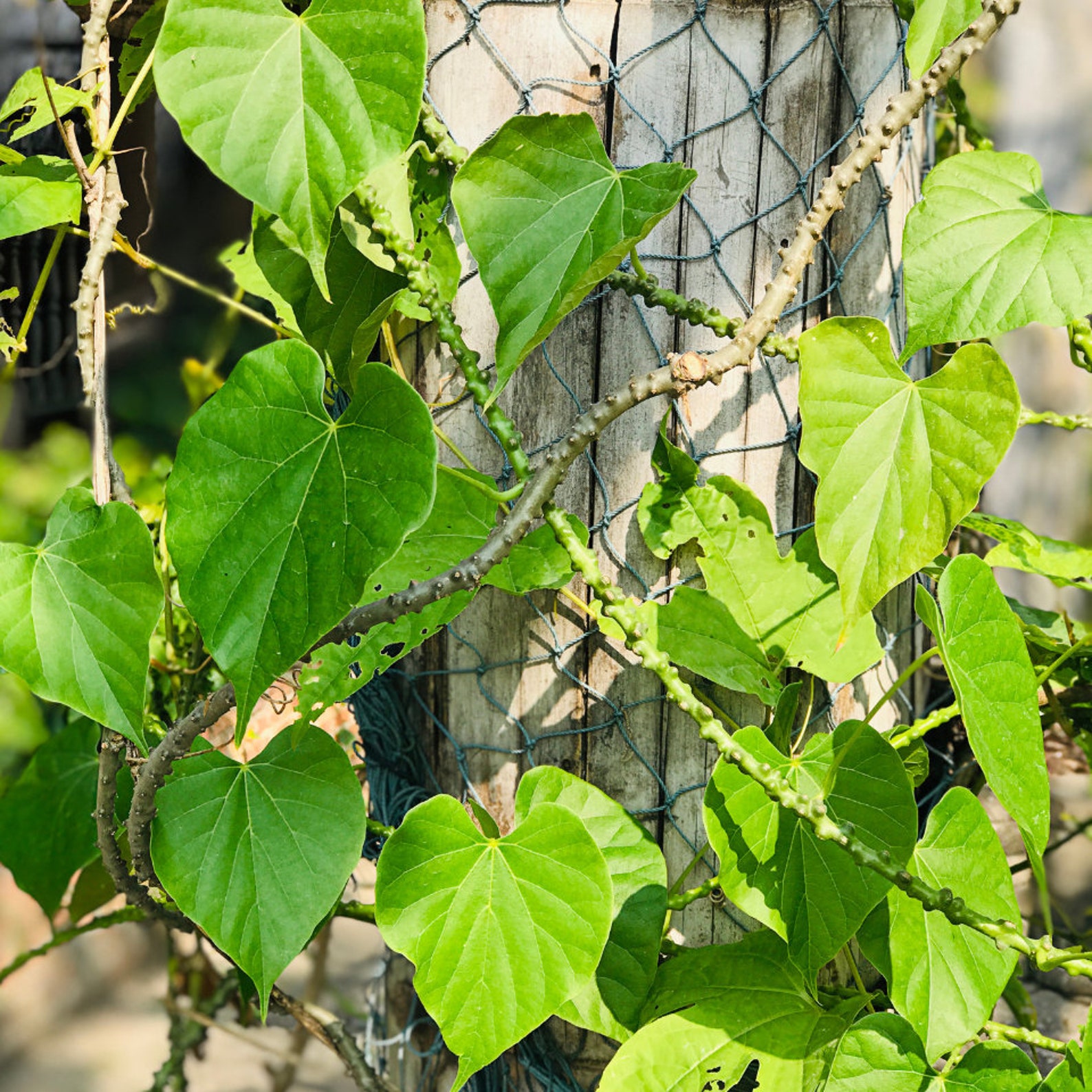 Bala Plant Seeds, Sida Cordifolia, 15 Count Cultivate Medicinal Herbs ...