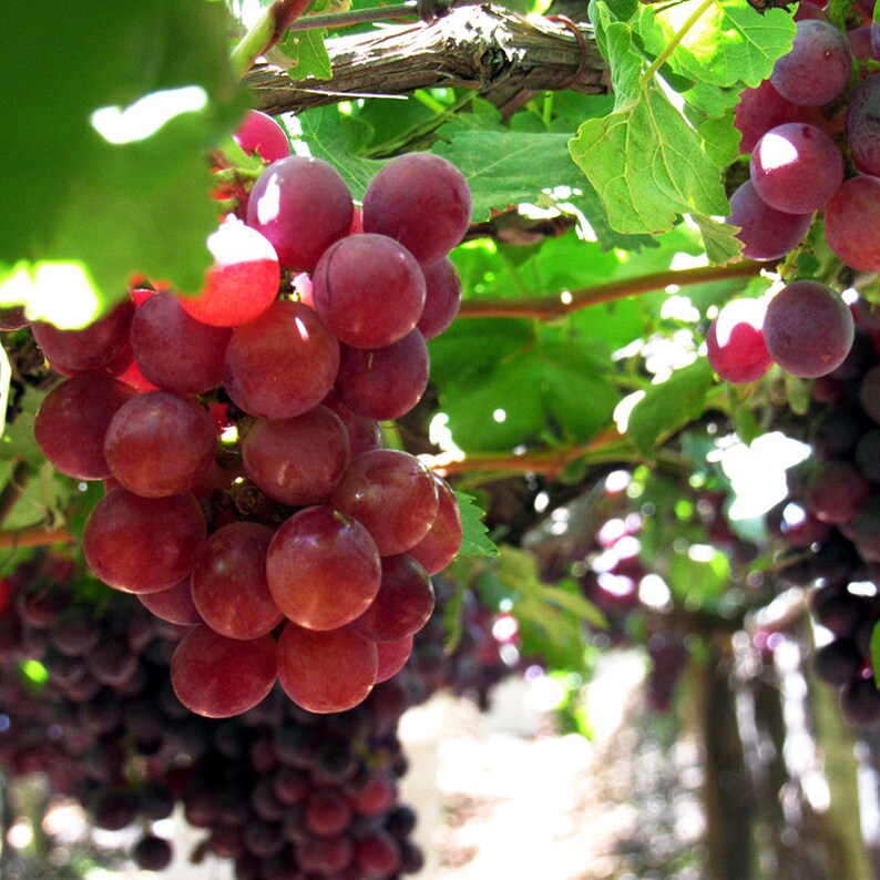 Red Globe Grape Seeds 5 Grow Big Luscious Grapes at Home Ideal for Wine ...