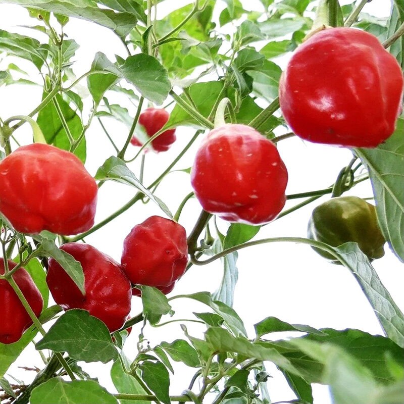 Hot Aji Rainforest Pepper Seed Pack 5 Organic Heirloom Seeds for ...