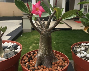 Adenium Arabicum 'black Giant' Seeds: Grow Your Own Exotic Desert Rose ...