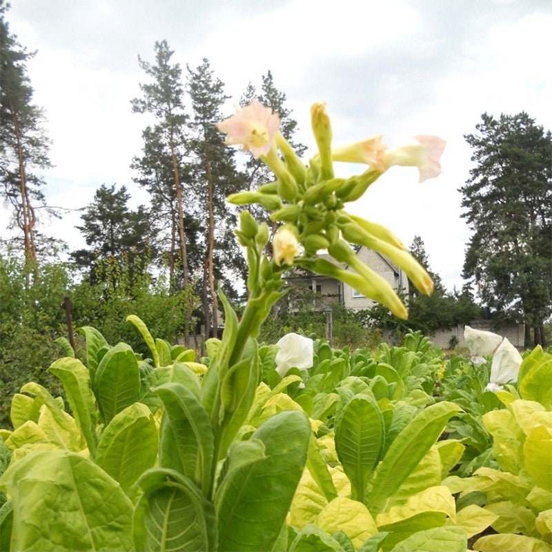 Tobacco Shag Saratovskaya Seeds, Premium Nicotiana Tabacum Variety for ...